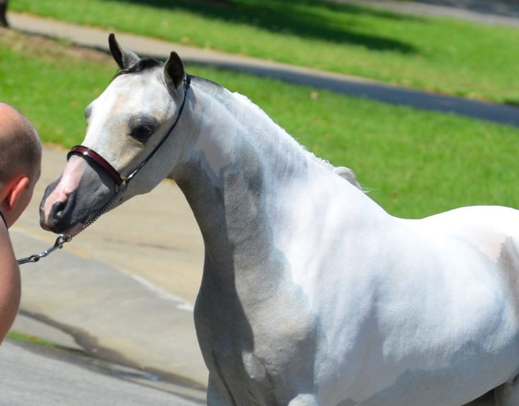 Mares – AMHR/ASPC - Diva Valley Miniature Horse Farm