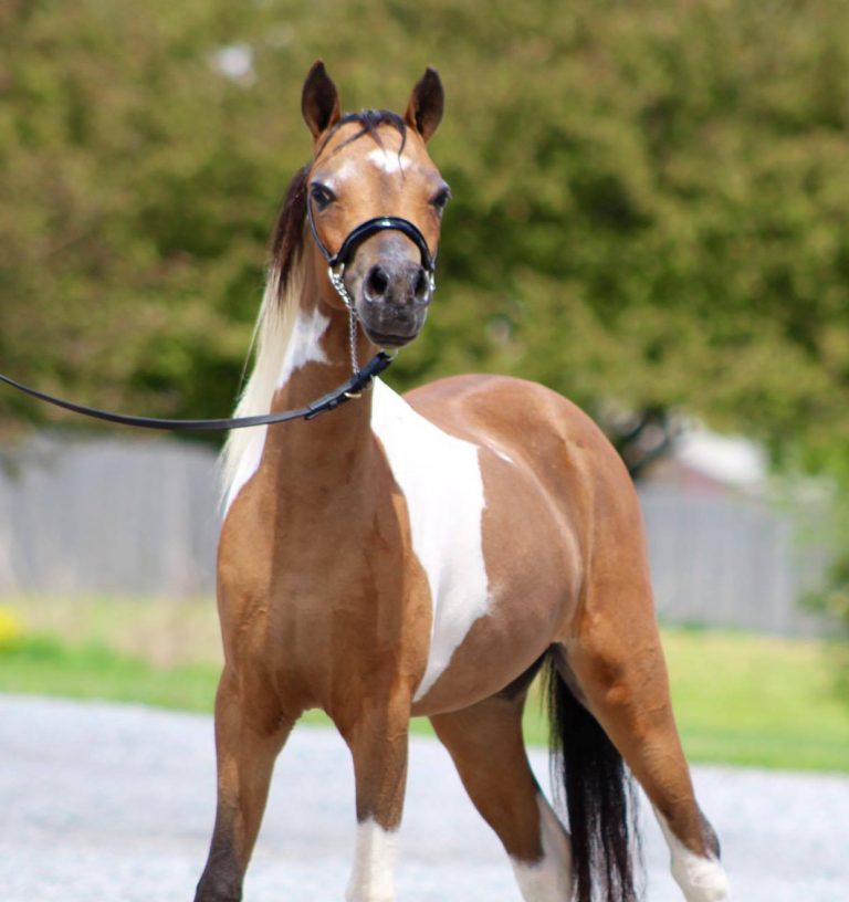 Mares – AMHR/ASPC - Diva Valley Miniature Horse Farm