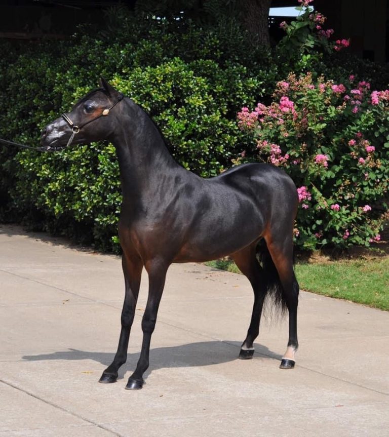 Mares - AMHR/ASPC - Diva Valley Miniature Horse Farm