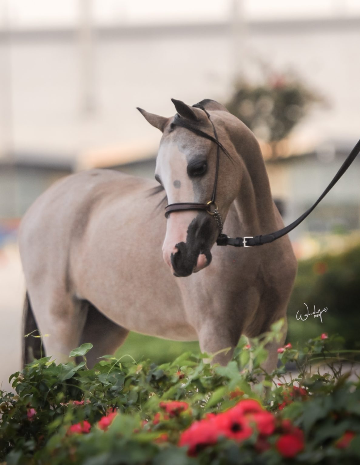 Mares – AMHR/ASPC - Diva Valley Miniature Horse Farm