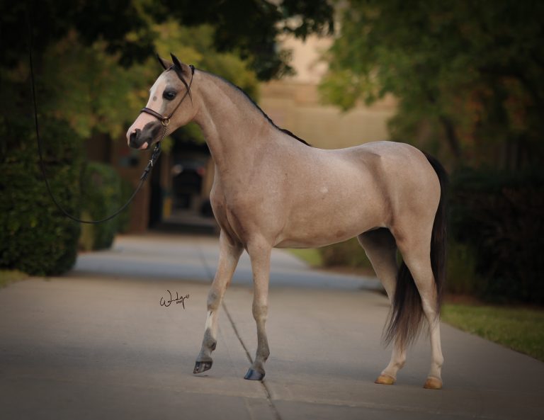 Mares - AMHR/ASPC - Diva Valley Miniature Horse Farm