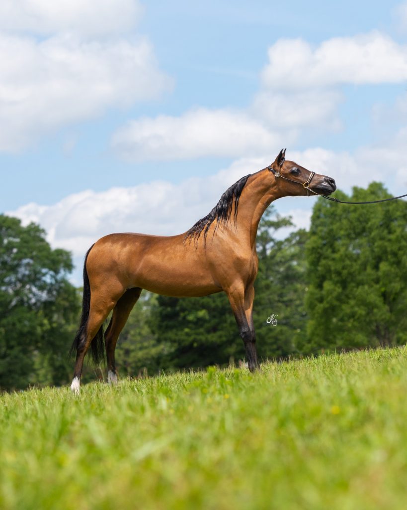 Mares - AMHR/ASPC - Diva Valley Miniature Horse Farm