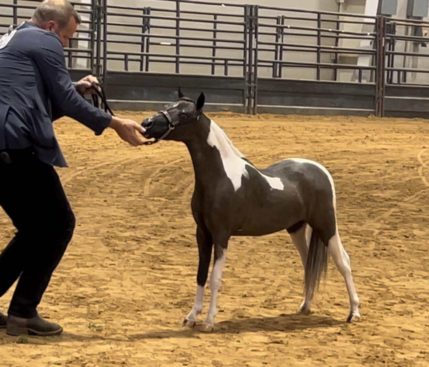 Geldings For Sale - Diva Valley Miniature Horse Farm